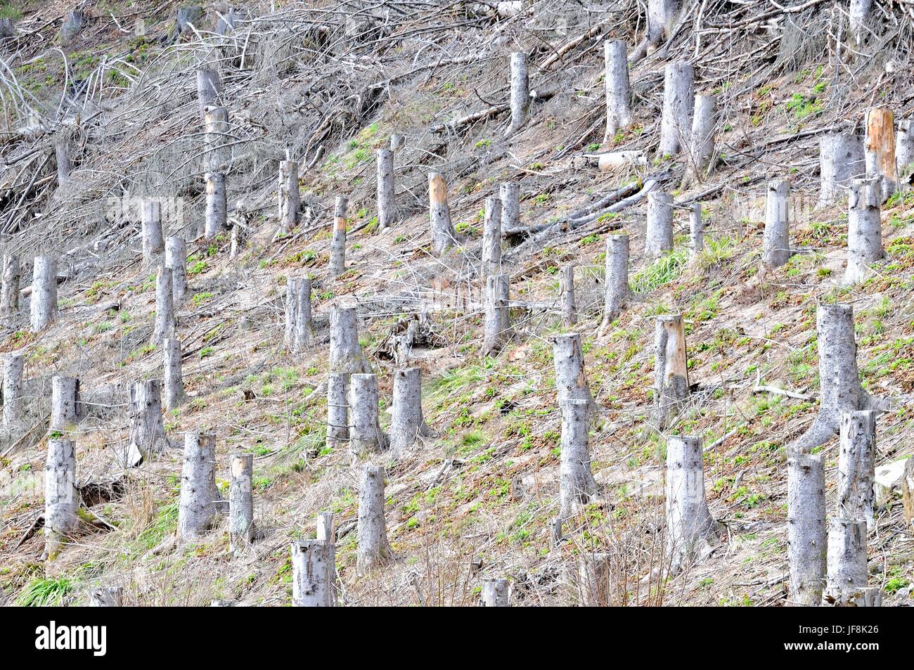 Raw material depot forest Stock Photo - Alamy