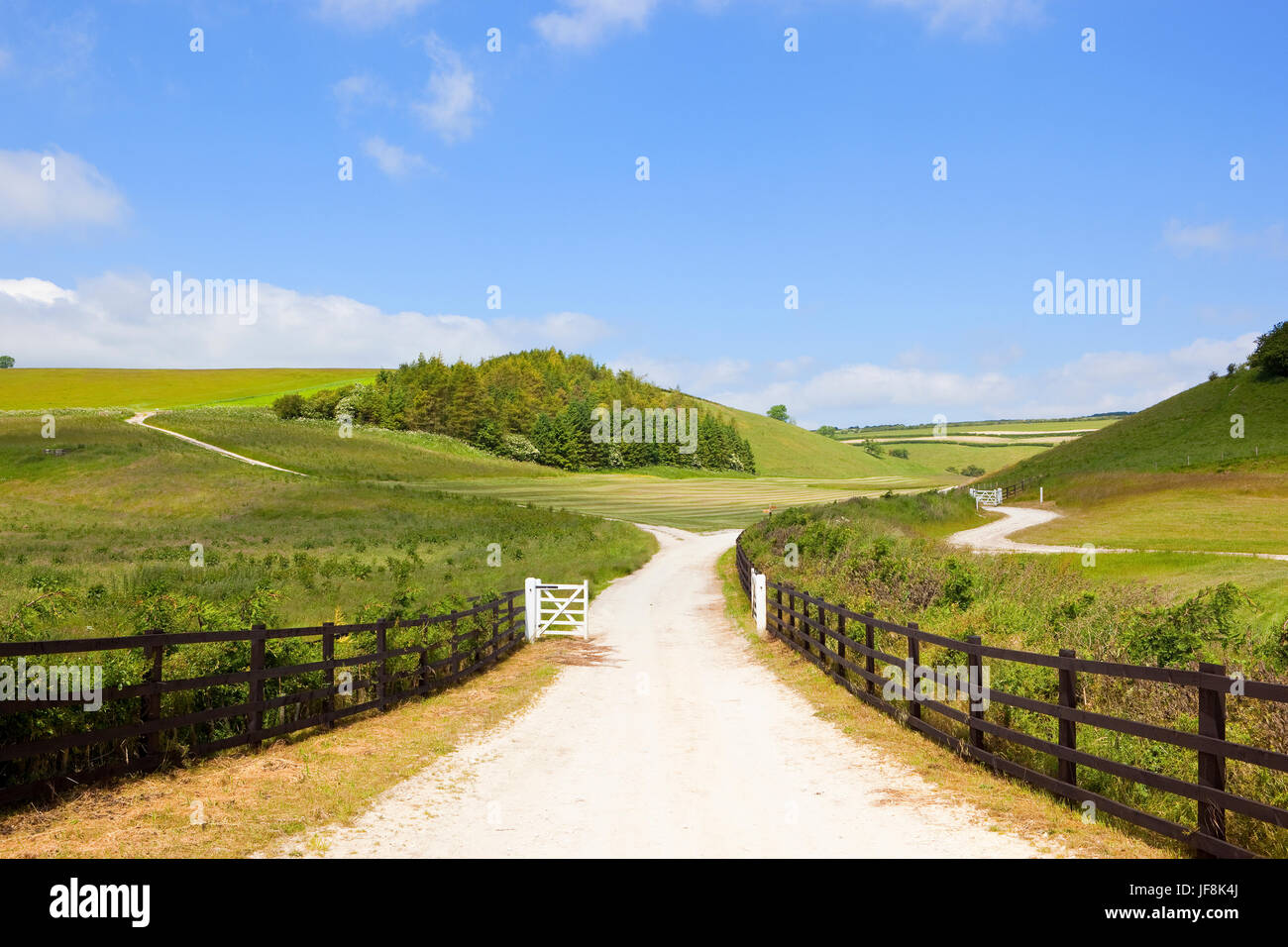 a white limestone footpath and bridleway with pine woods and meadows ...