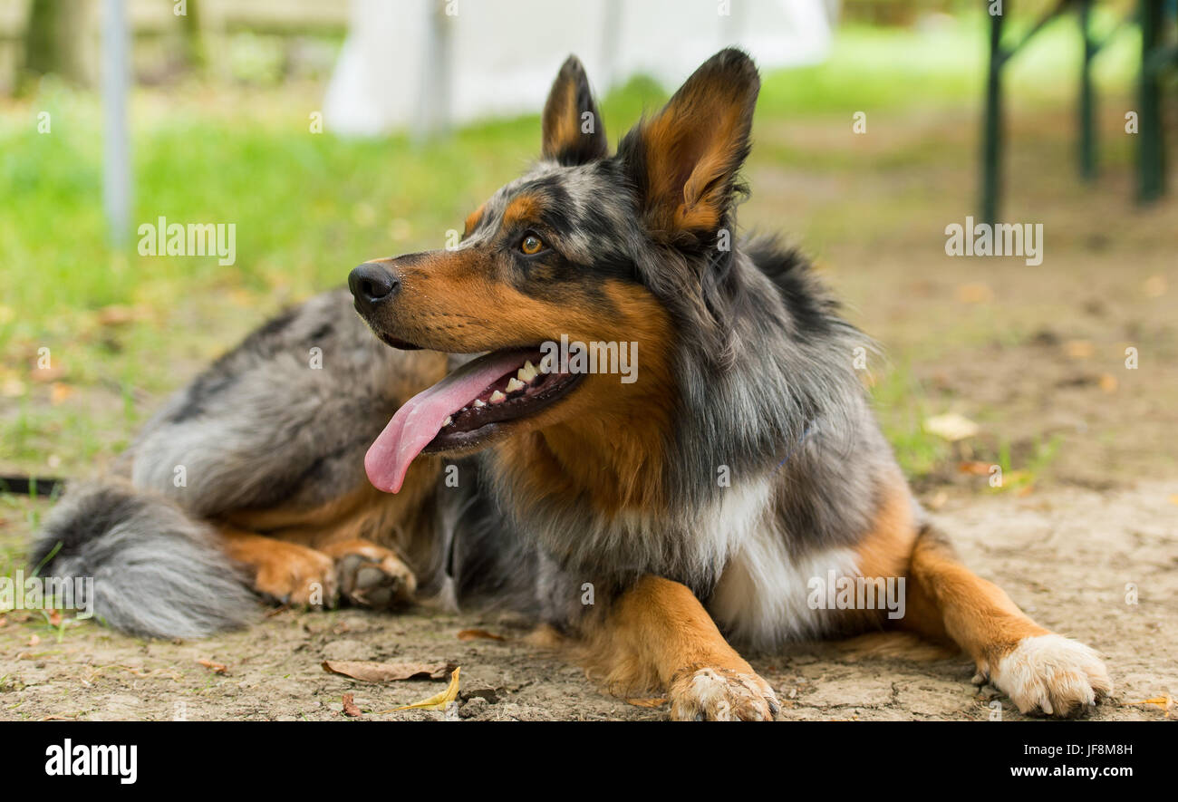 Grey german shepherd hi-res stock photography and images - Alamy