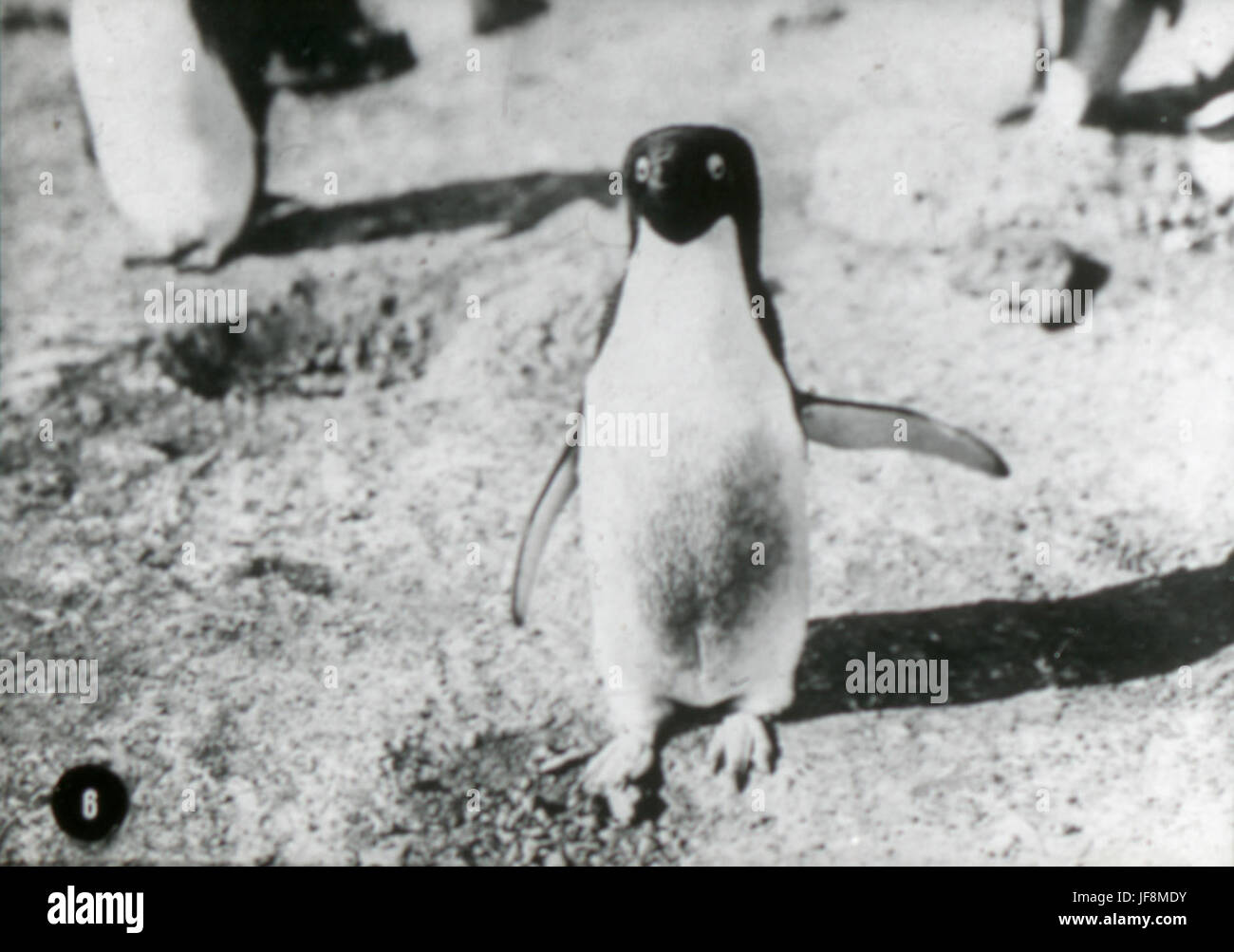 Penguin drawing hi-res stock photography and images - Alamy