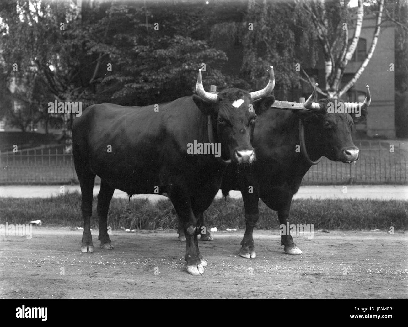 hsykwh722 15958568716 o Bion Whitehouse, news,old,ox team,oxen,painting ...