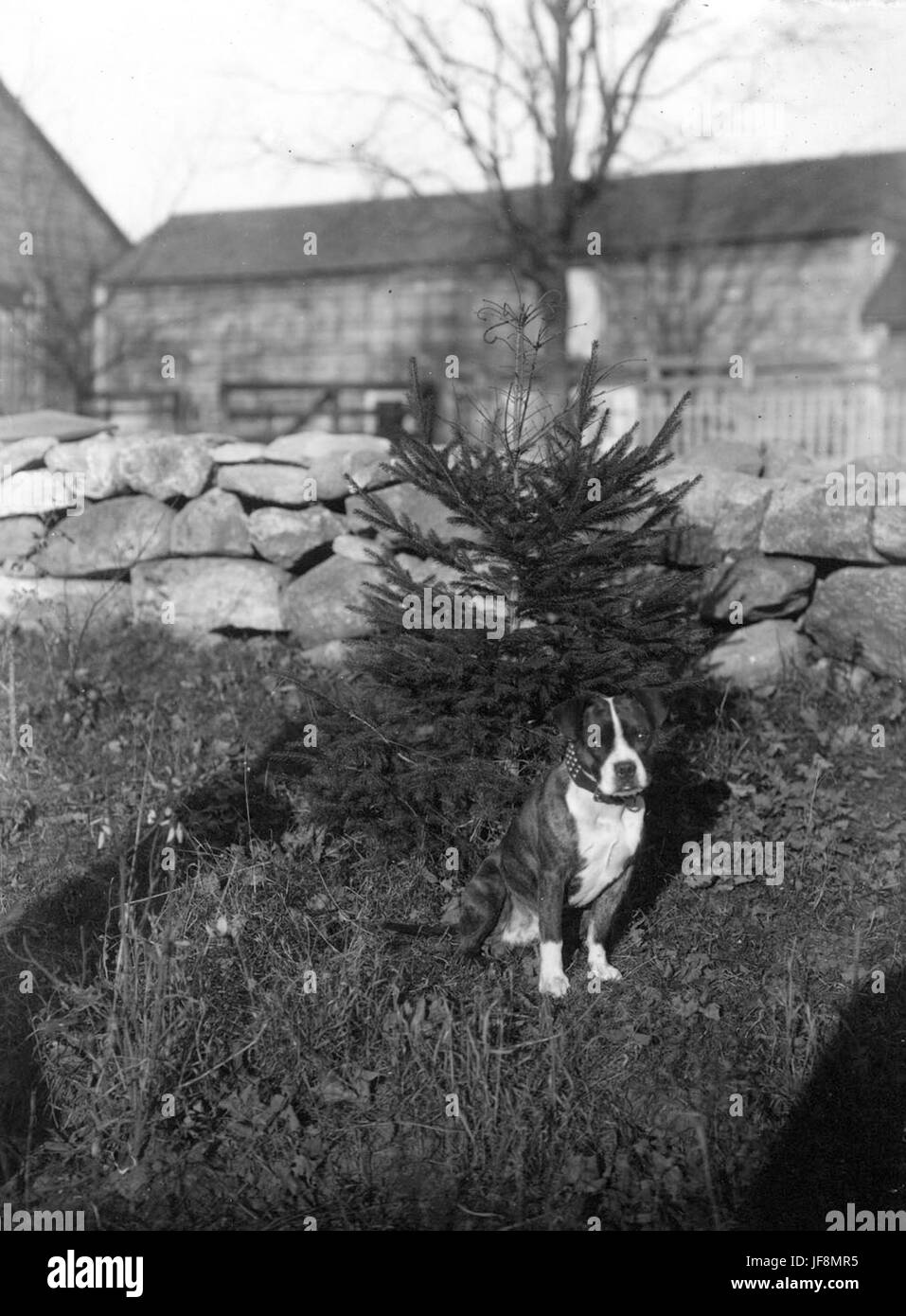 A photo of a dog by a rustic stone wall, capturing the simplicity and ...
