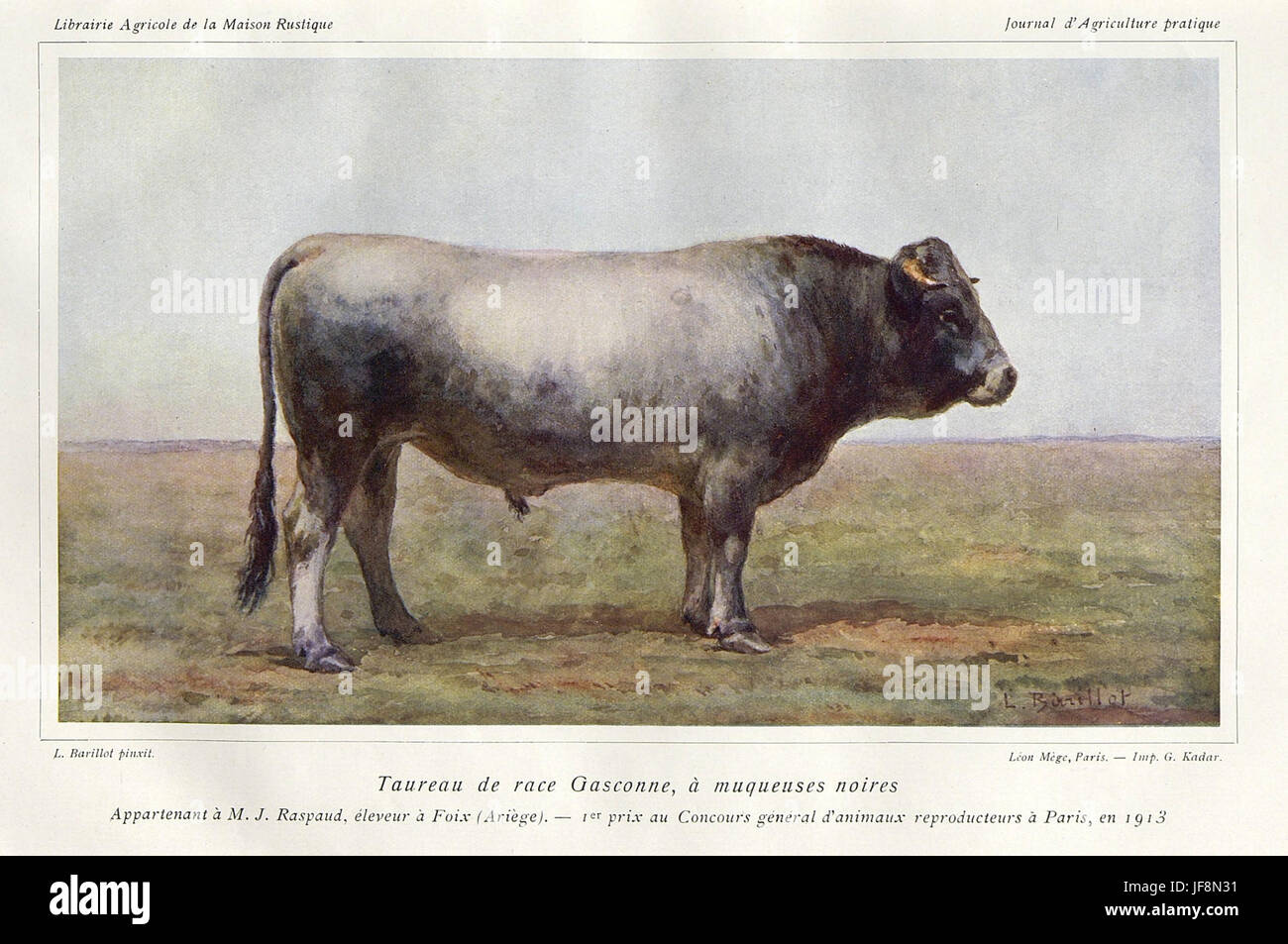 A stunning depiction of the Gascon Bull, a revered breed native to ...