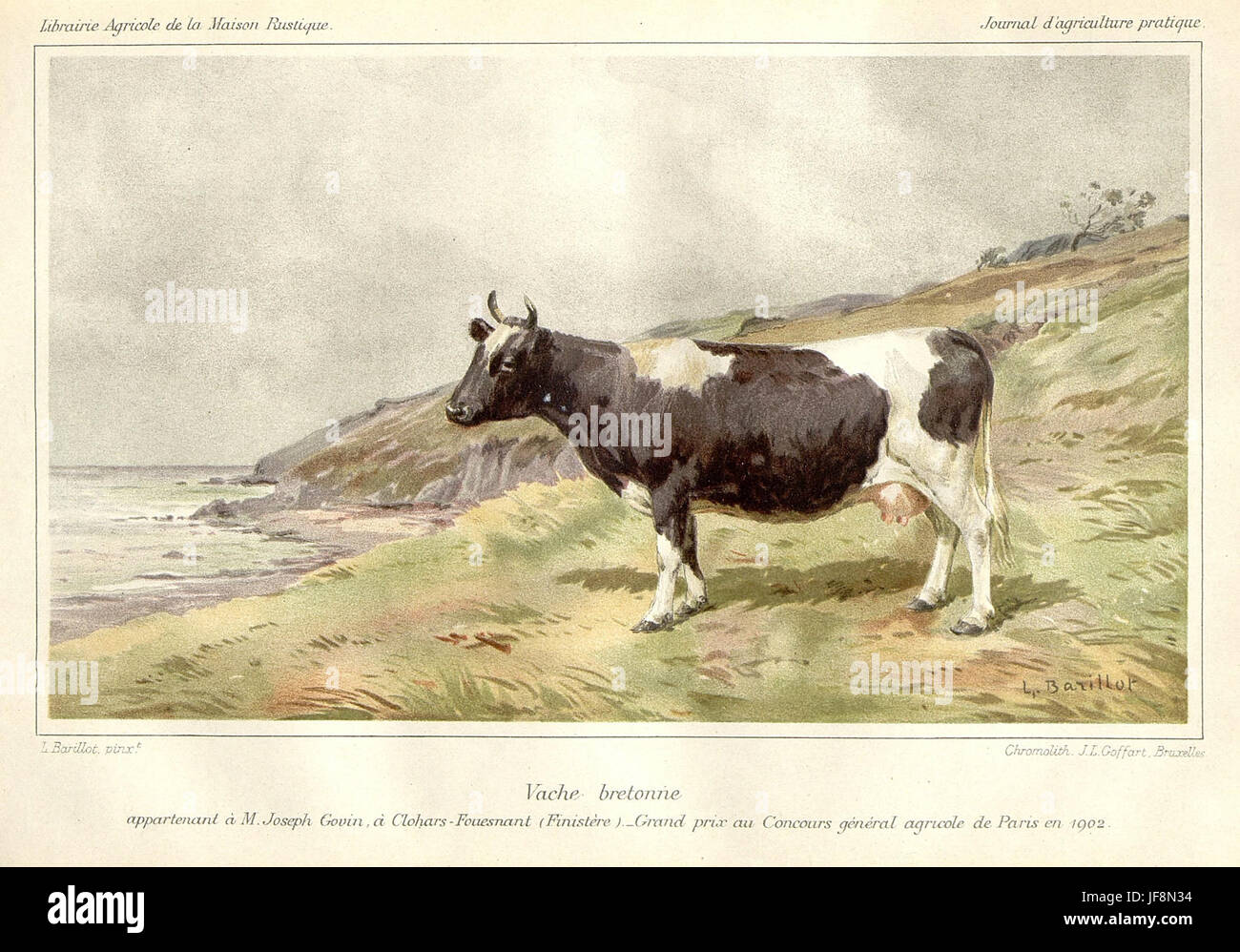A historical photograph of the Breton cow, a distinctive breed from the ...