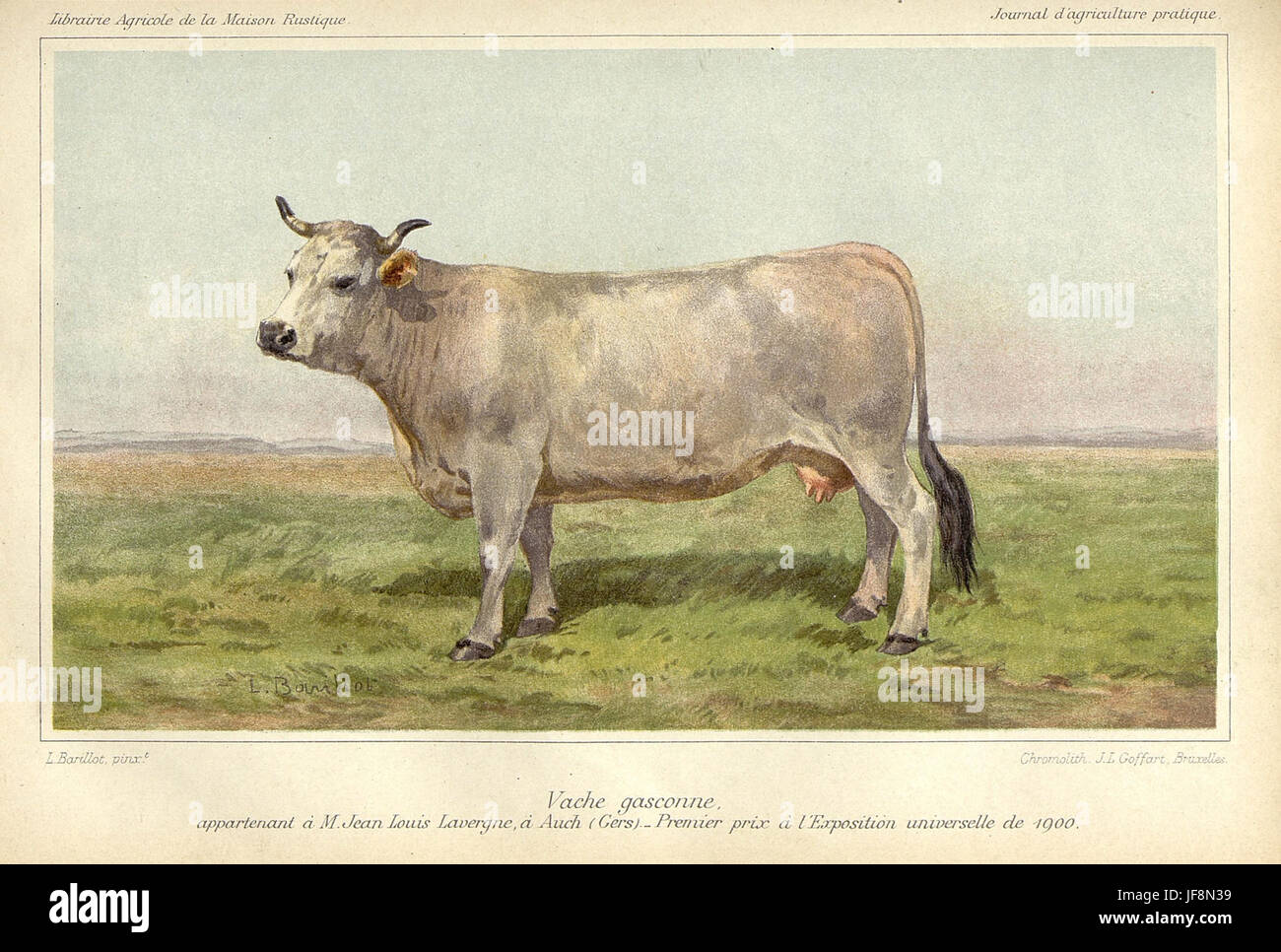 Vache gasconne: A French reference to the Gascon cow, a breed of cattle ...