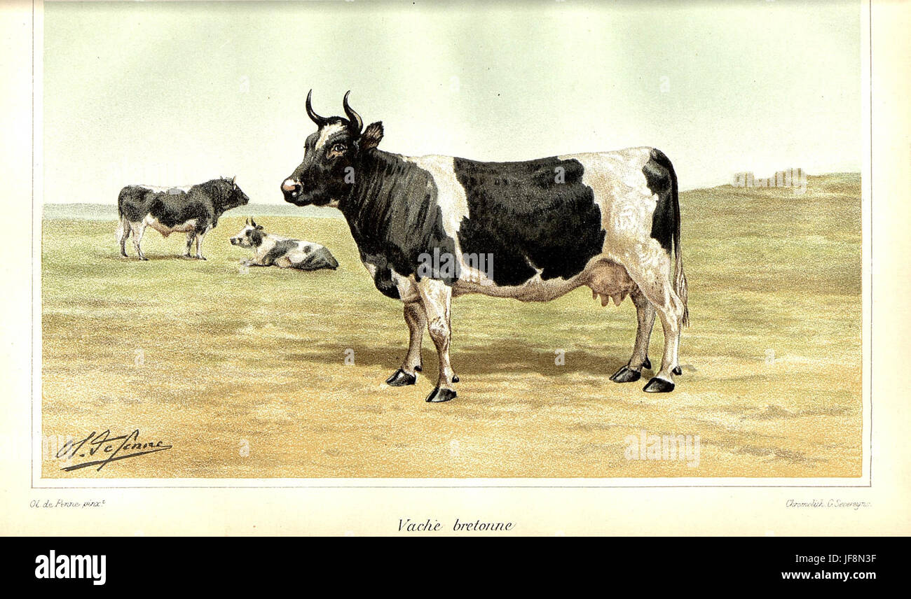 A detailed illustration of the Breton cow, a breed native to the ...