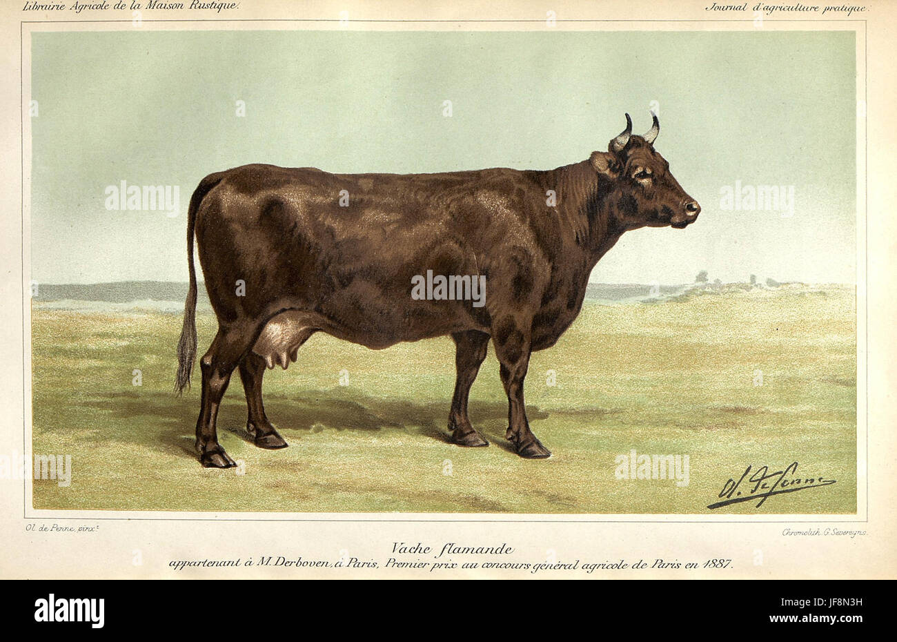 A photograph or painting of a Flemish cow, representing the ...