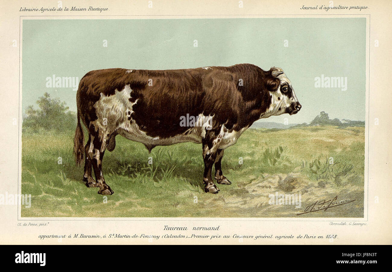 A historical photograph of a Norman bull (Taureau normand), a breed of ...