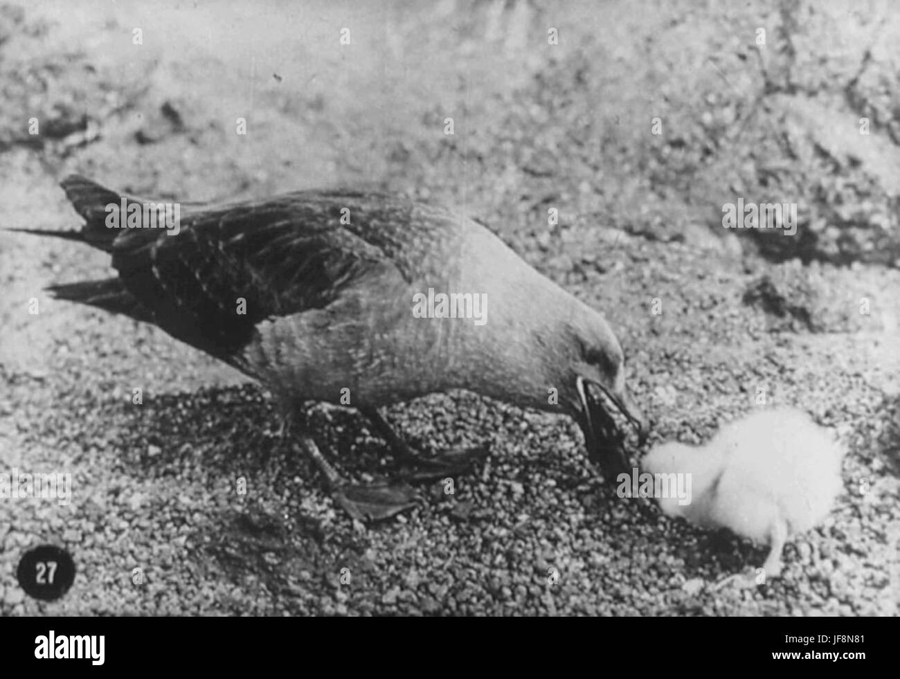 A Skua gull feeding its chick in the harsh Antarctic environment, part ...