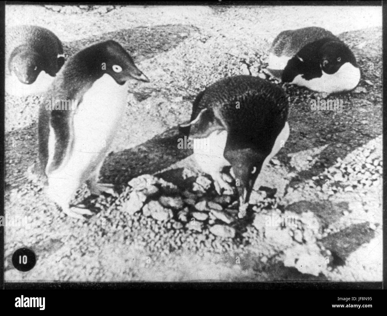 Penguins slide hi-res stock photography and images - Alamy