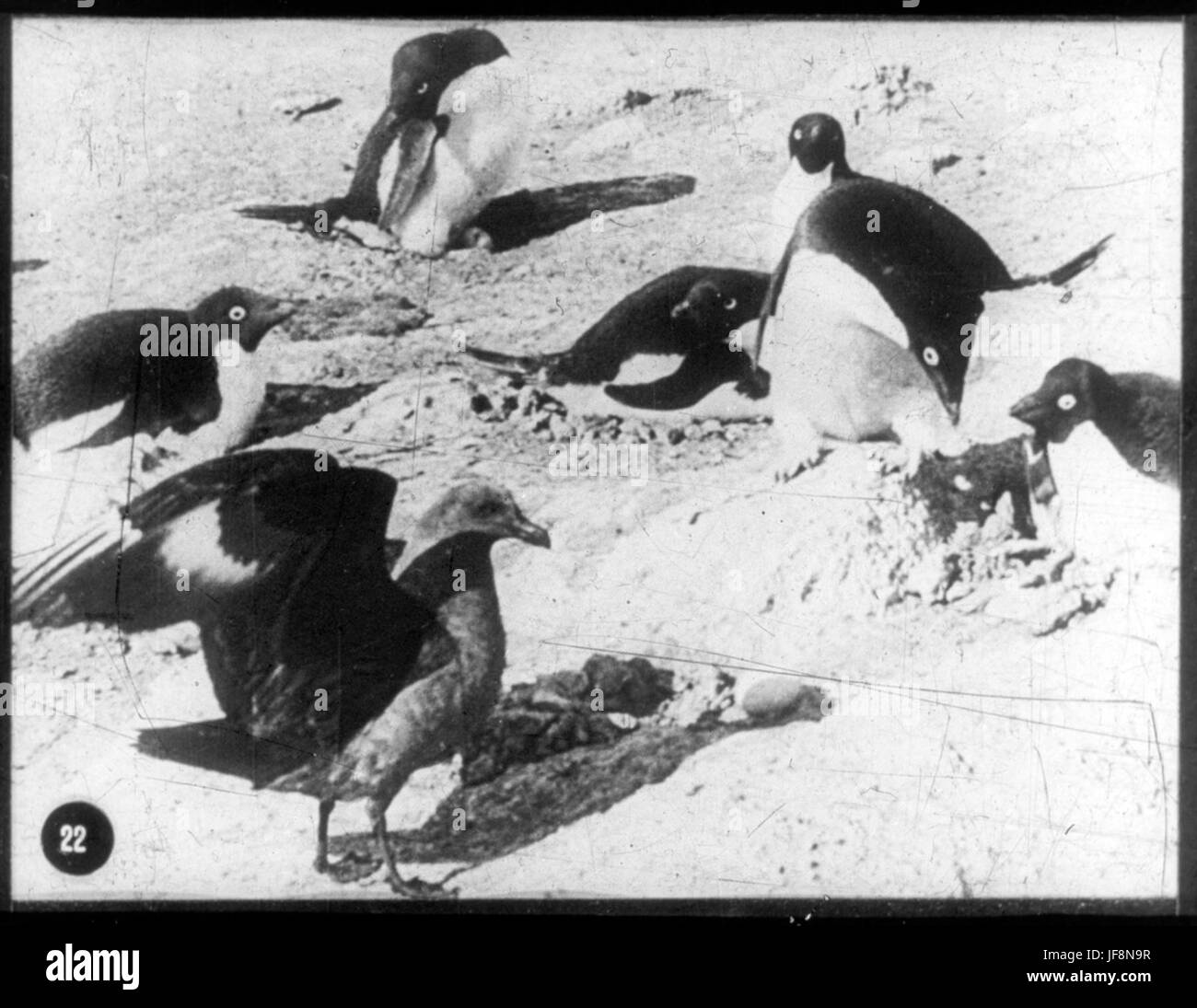 A fascinating image from the early 1900s showing a Skua gull next to a ...