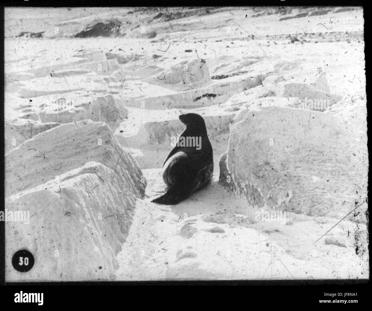 Ice shelf Black and White Stock Photos & Images - Alamy