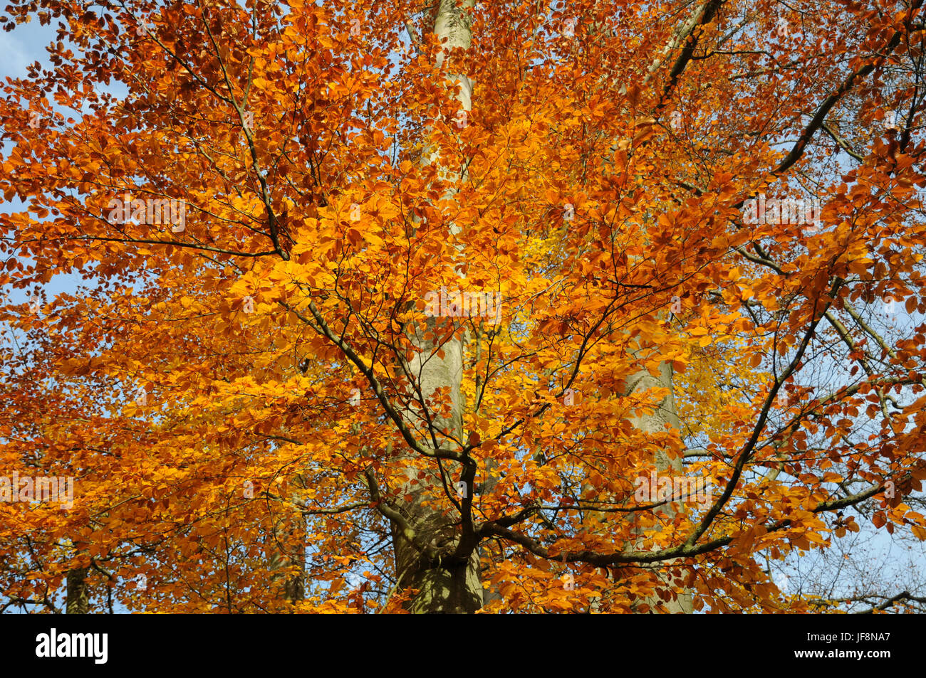 Fagus sylvatica, Beech, autumn leaves Stock Photo - Alamy
