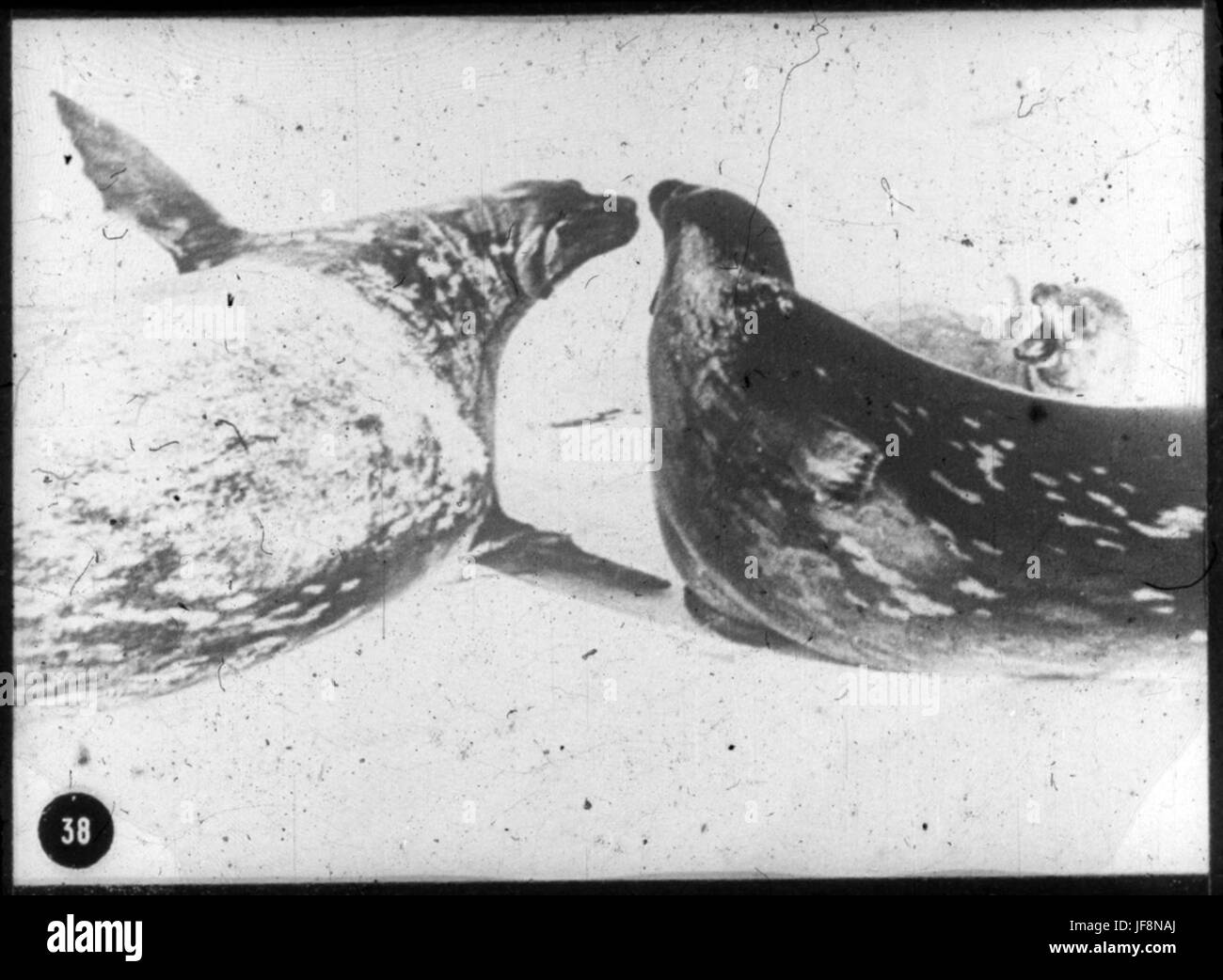 A dramatic image from the 1910s showing seals fighting, likely taken as ...