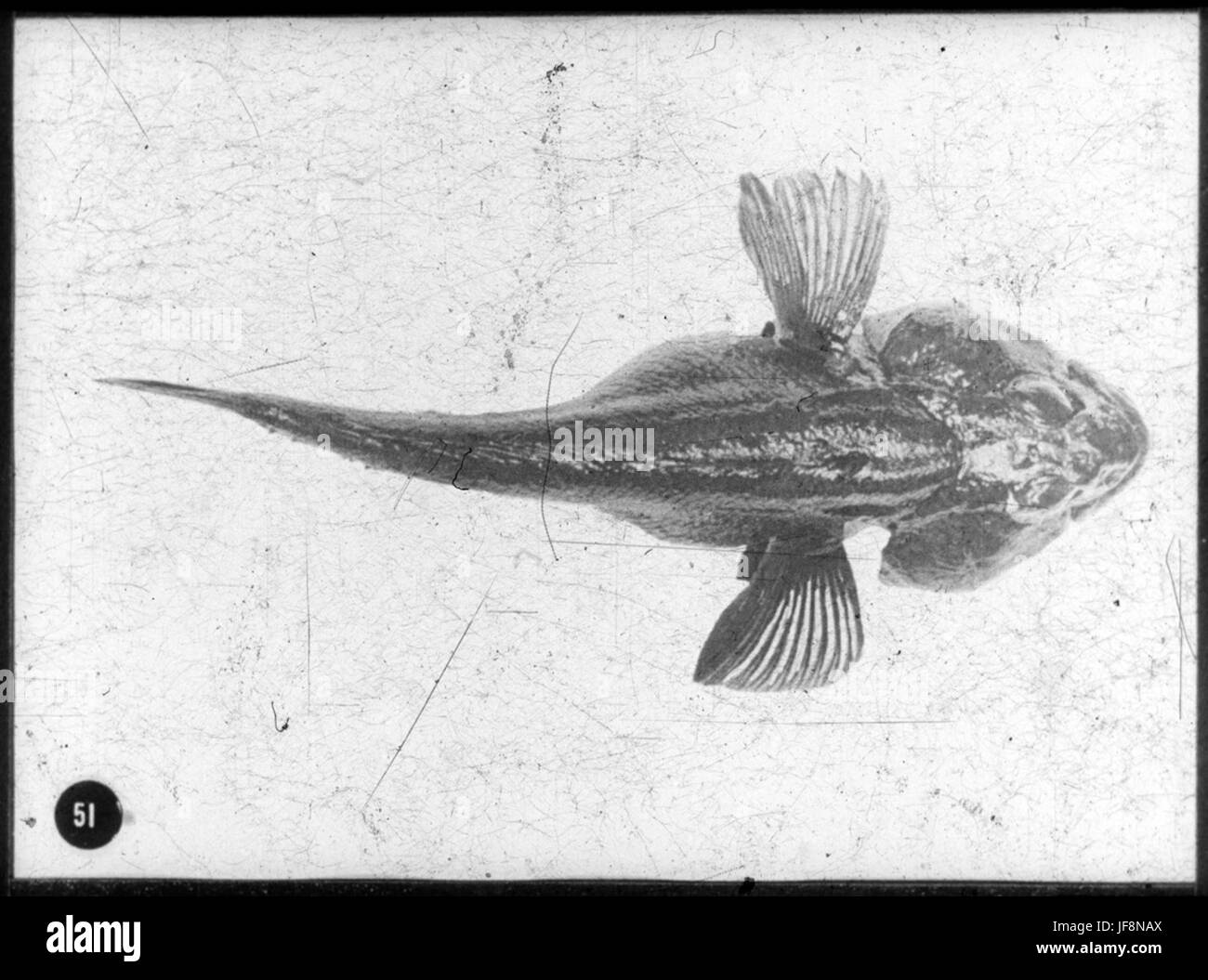 Notothenia fish, 1910s, Antarctic fish, marine life, South Pole ...