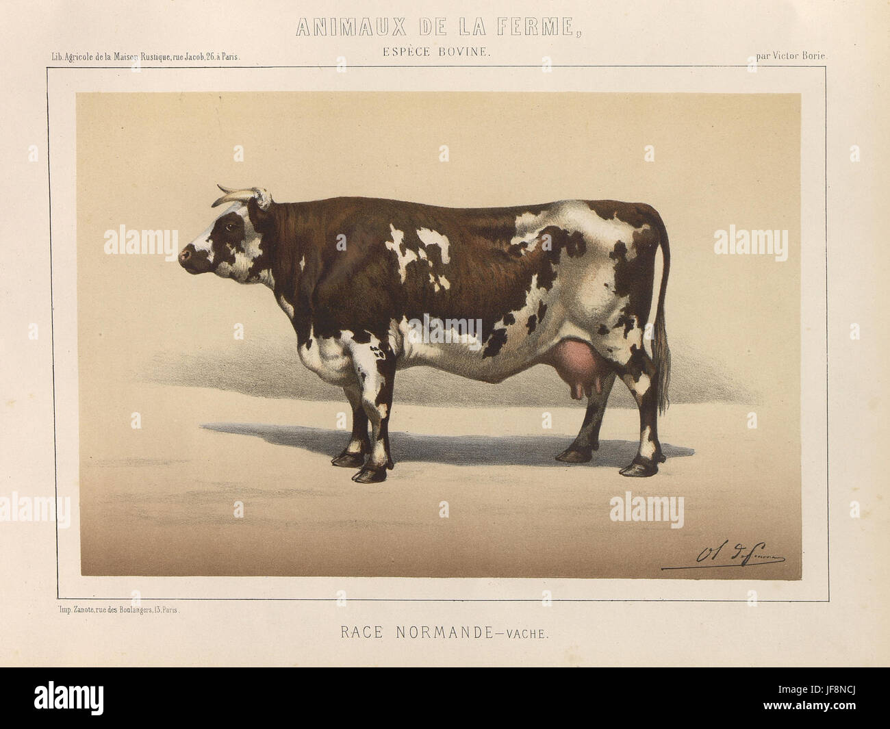 A Norman cow, a breed native to the Normandy region of France, known ...