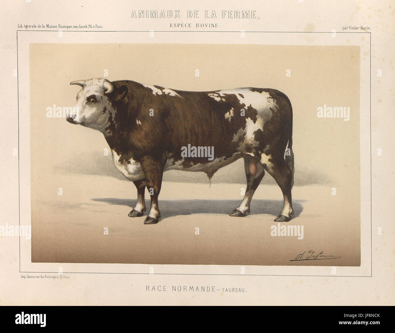 A depiction of a Normandy bull, a breed known for its strength and ...