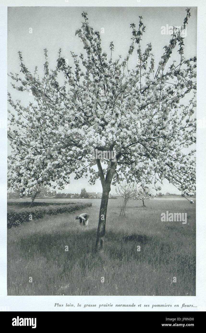 The breathtaking sight of apple trees in bloom in Normandy, capturing ...