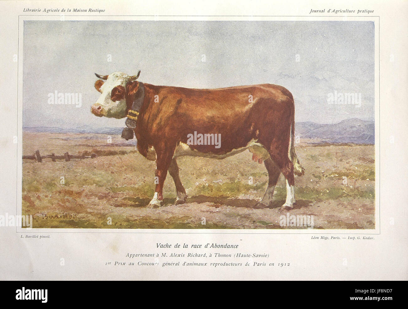 A detailed depiction of the Abondance breed of cattle, a prized French ...