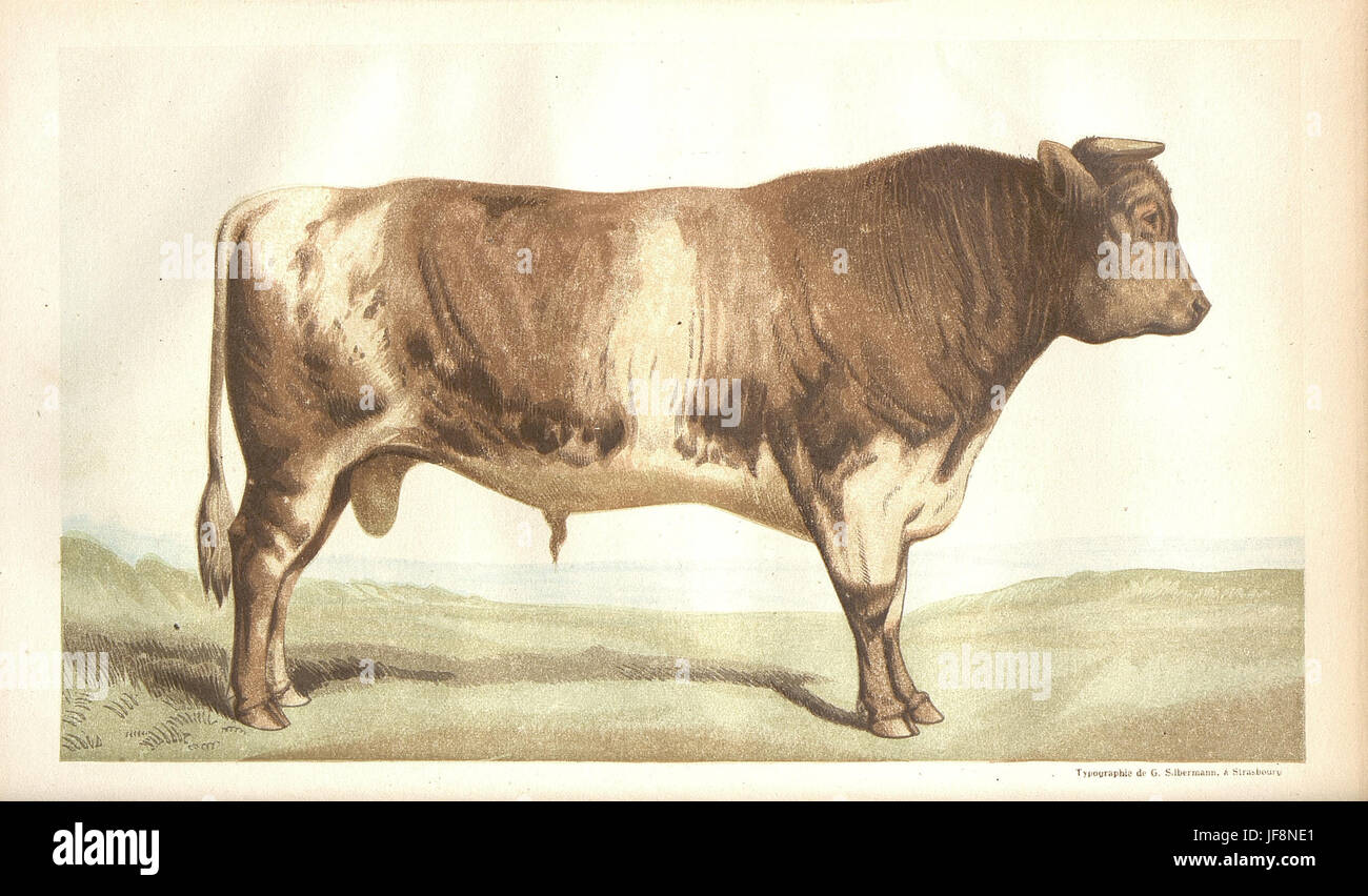 A historical image depicting the Durham cattle breed, also known as ...