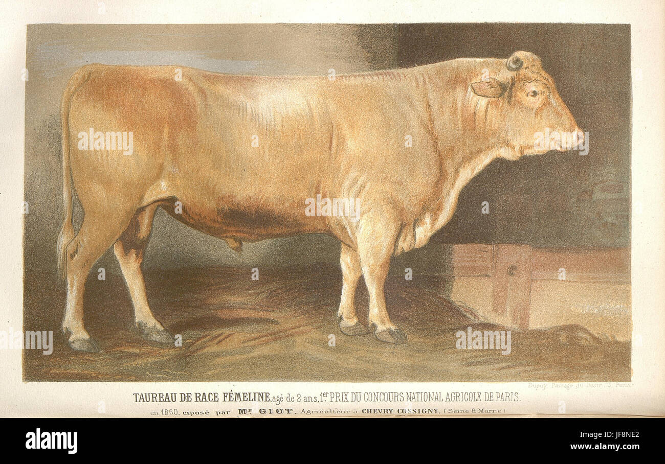 A male bovine of the feline breed, known for its distinctive physical ...