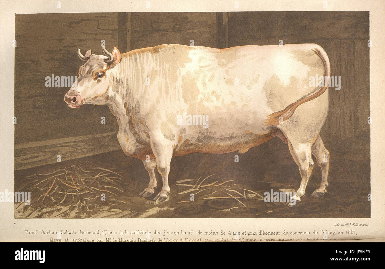 The historic origins of the Durham, Schwitz, and Normand cattle breeds ...