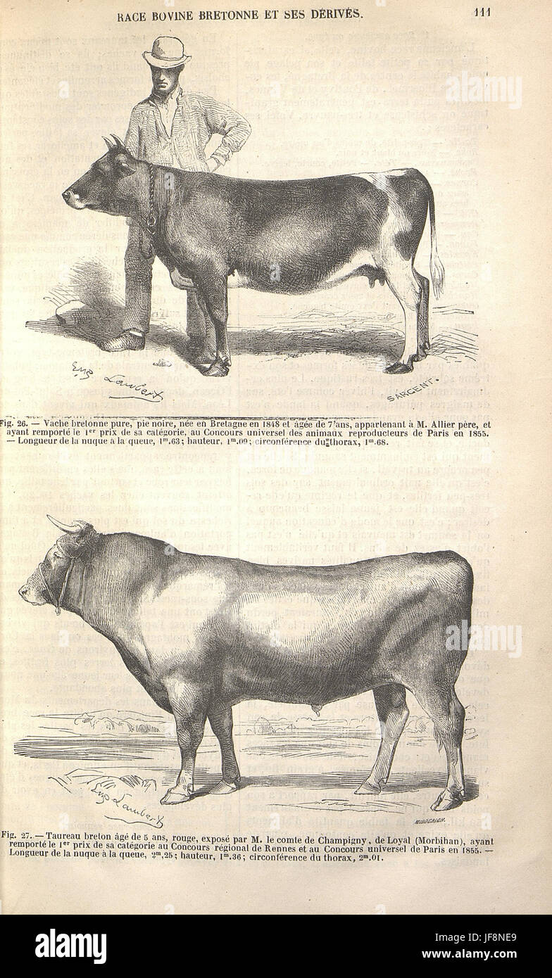 The Breton cows and bulls, often depicted in historical agricultural ...