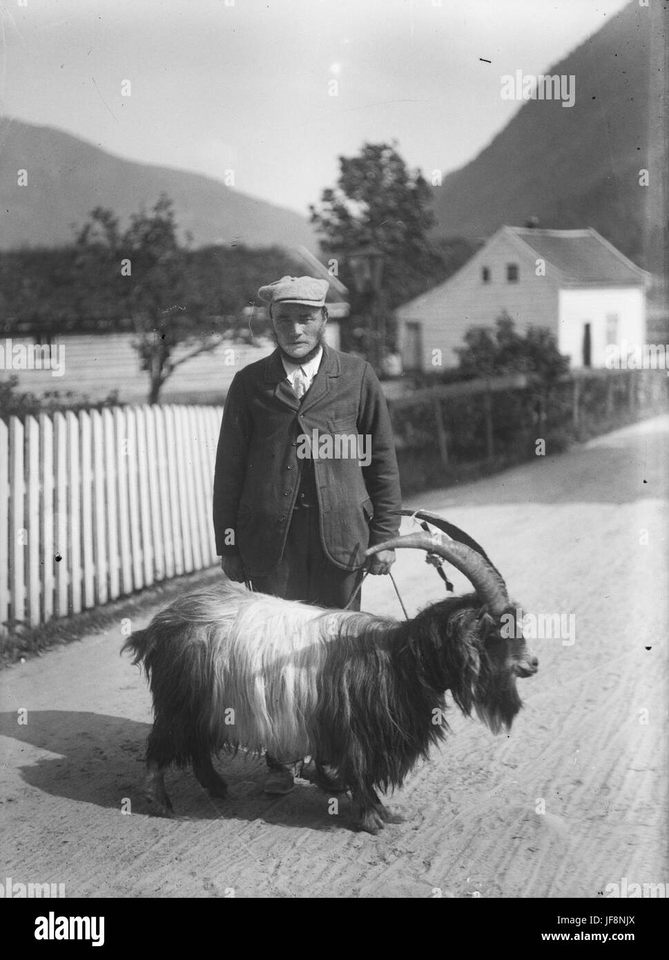 Old photo goats Black and White Stock Photos & Images - Alamy