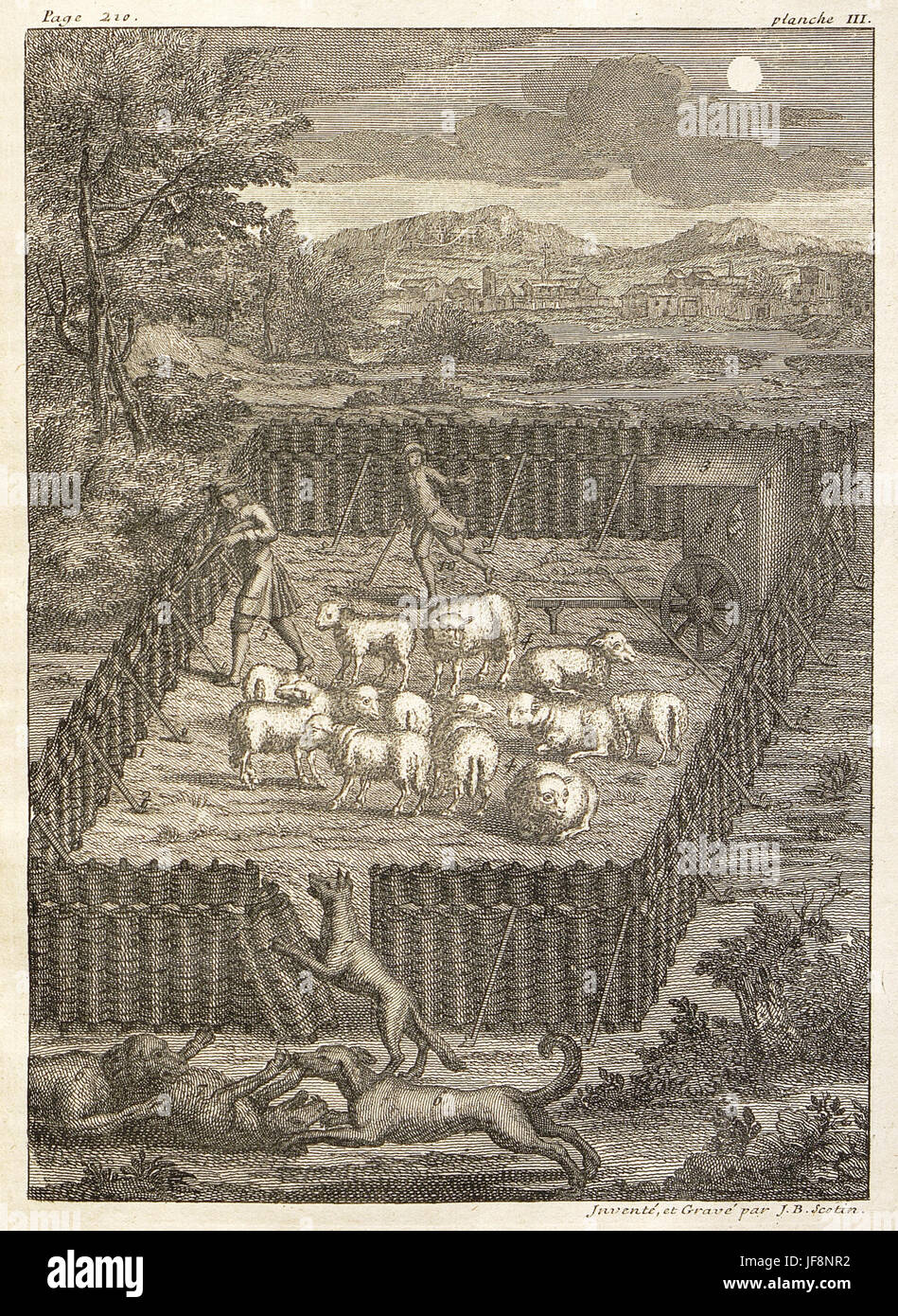 A dramatic illustration of a flock of sheep being attacked by wolves ...
