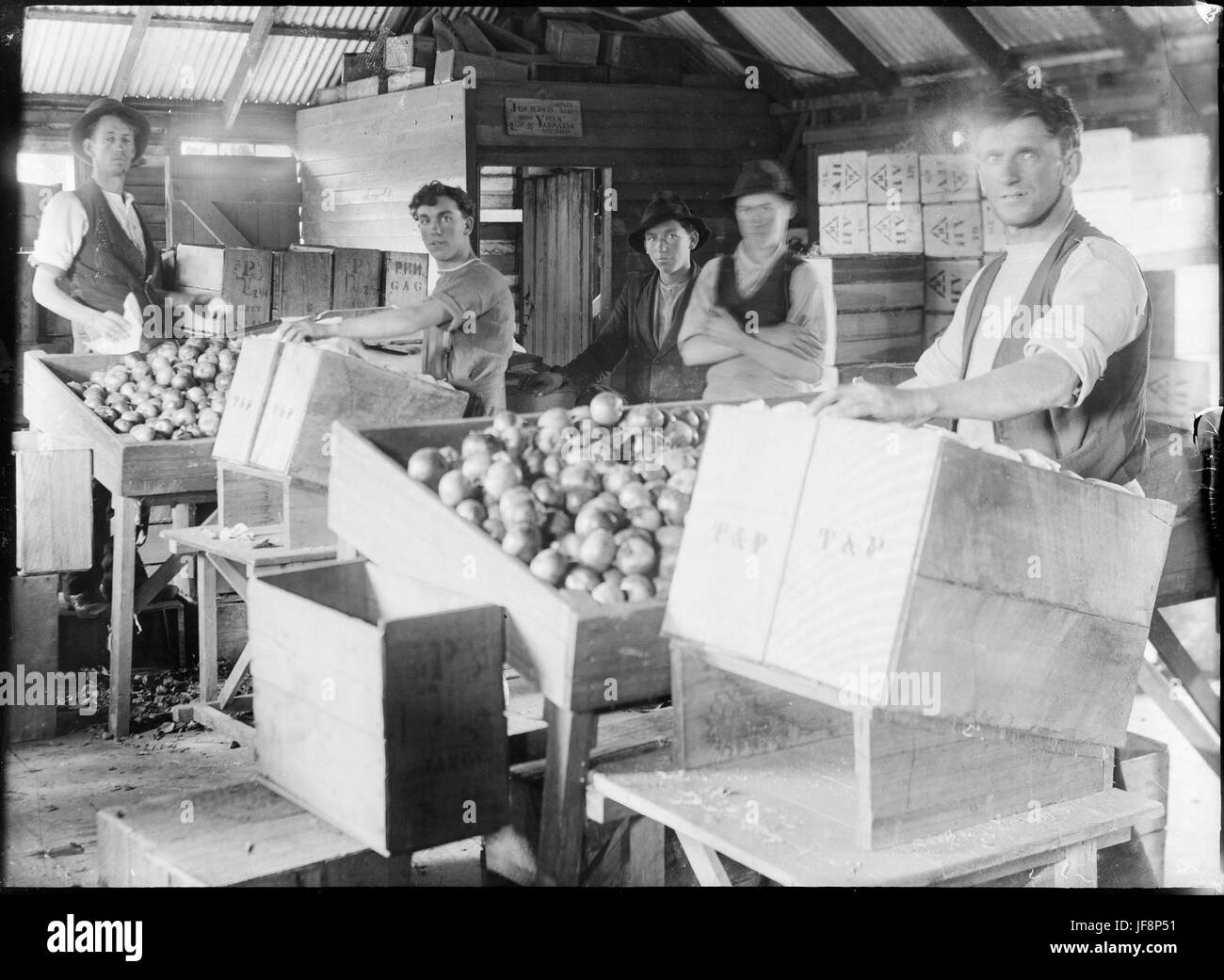 A vintage photograph showing apple packers at work in Tasmania around ...
