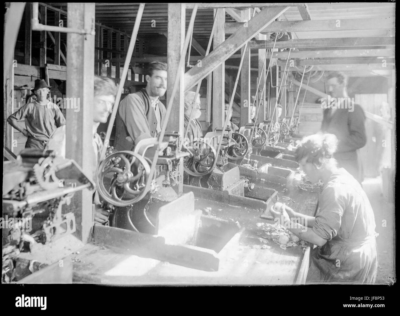 A historical image of apple processing in Tasmania around the early ...
