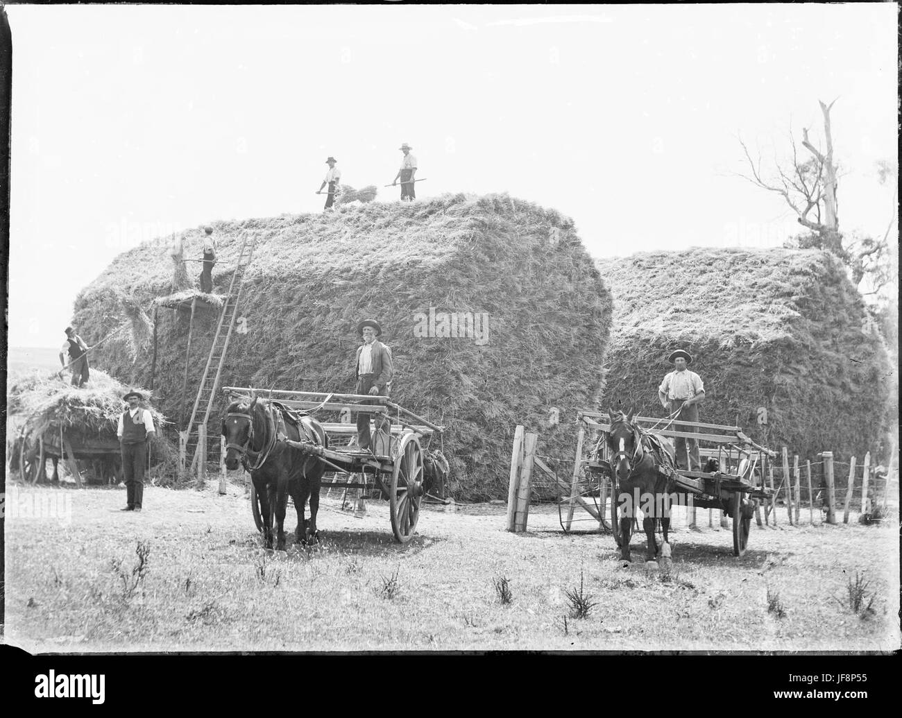 A historic photograph depicting the process of making hay stacks in ...