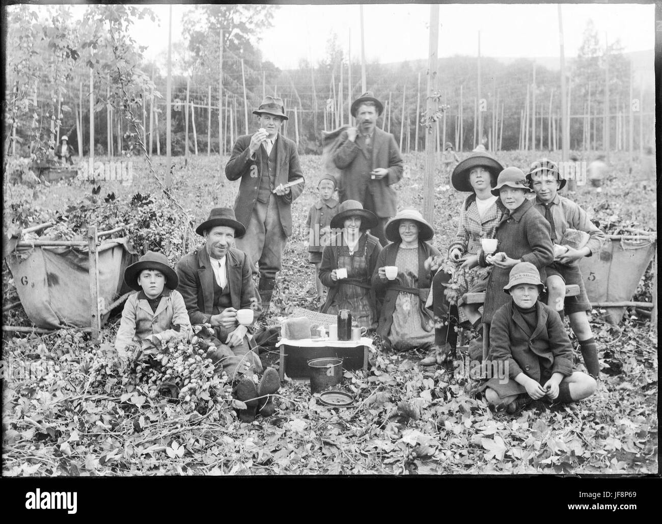 A historical photograph depicting hop pickers working in the fields of ...