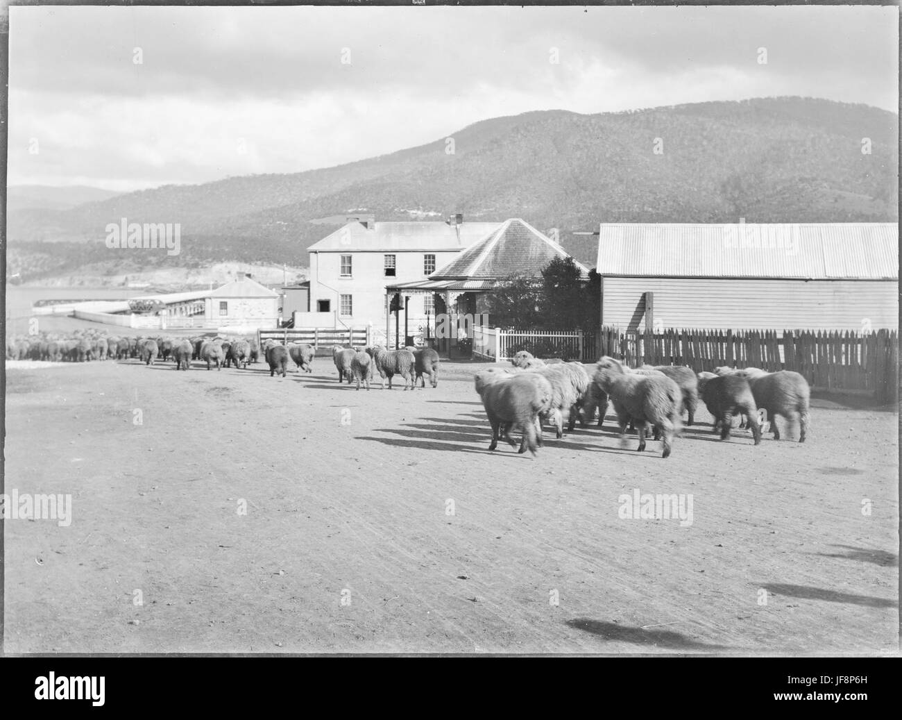Sheep at Bridgewater, Tasmania (c1915) 32809798405 o Stock Photo - Alamy