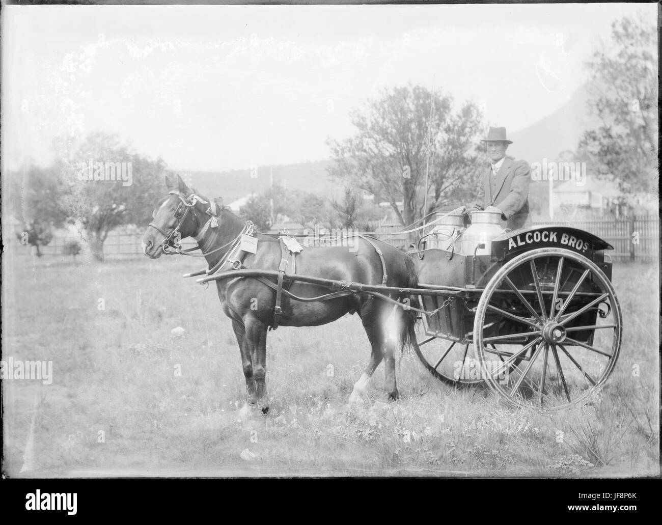 An early 20th-century photograph of the Alcock Brothers milk cart in ...