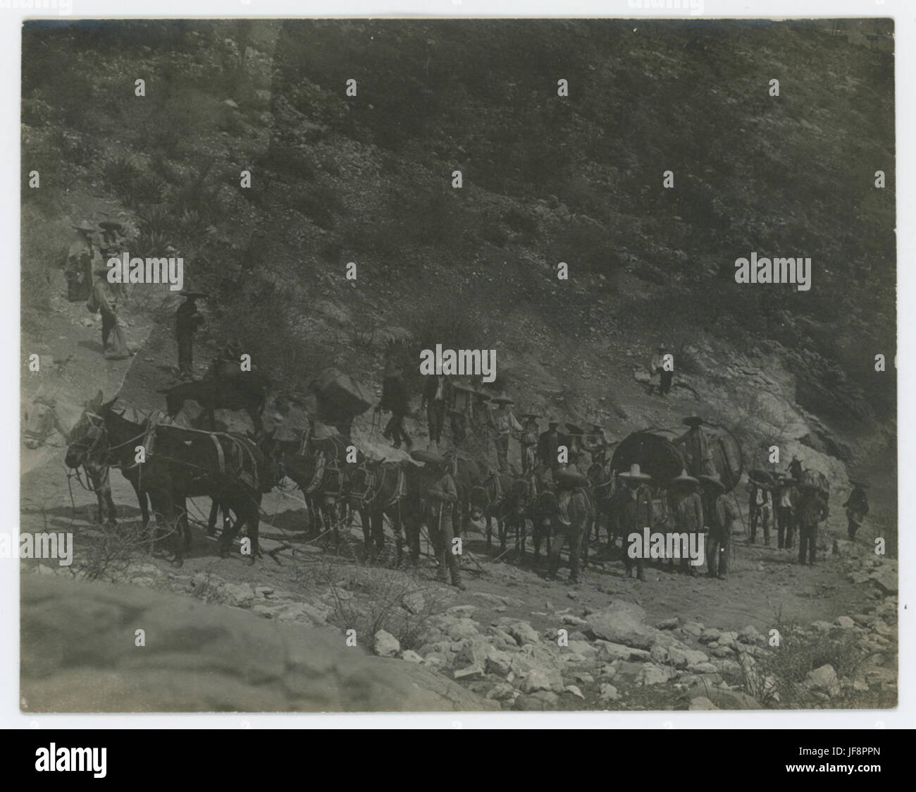 Mule teams hi-res stock photography and images - Alamy