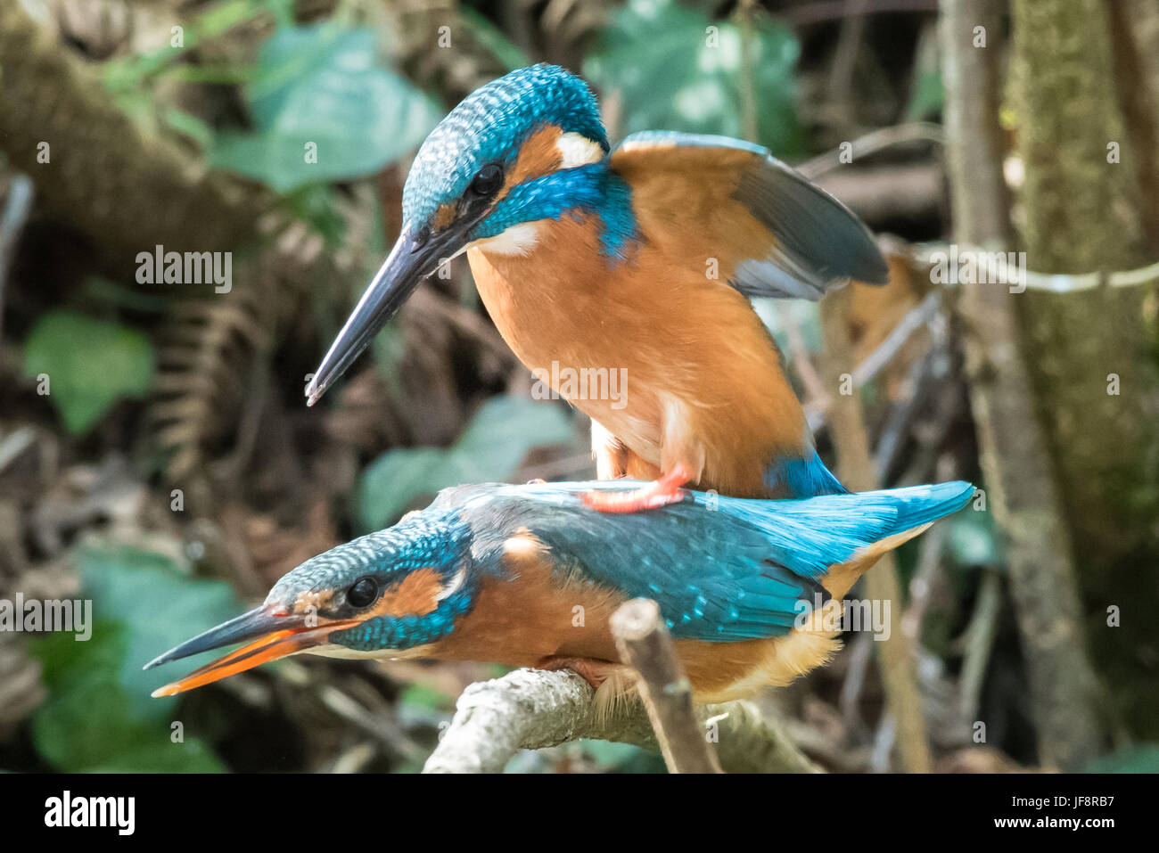 Mating fish hi-res stock photography and images - Alamy