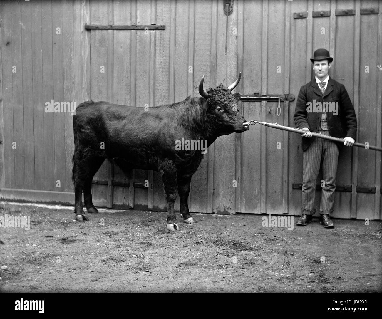 O bull hi-res stock photography and images - Alamy