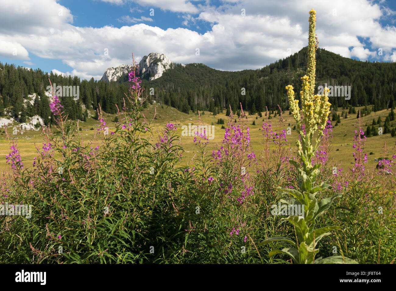 Flowers in the valley of the Velebit mountain, Croatia Stock Photo - Alamy
