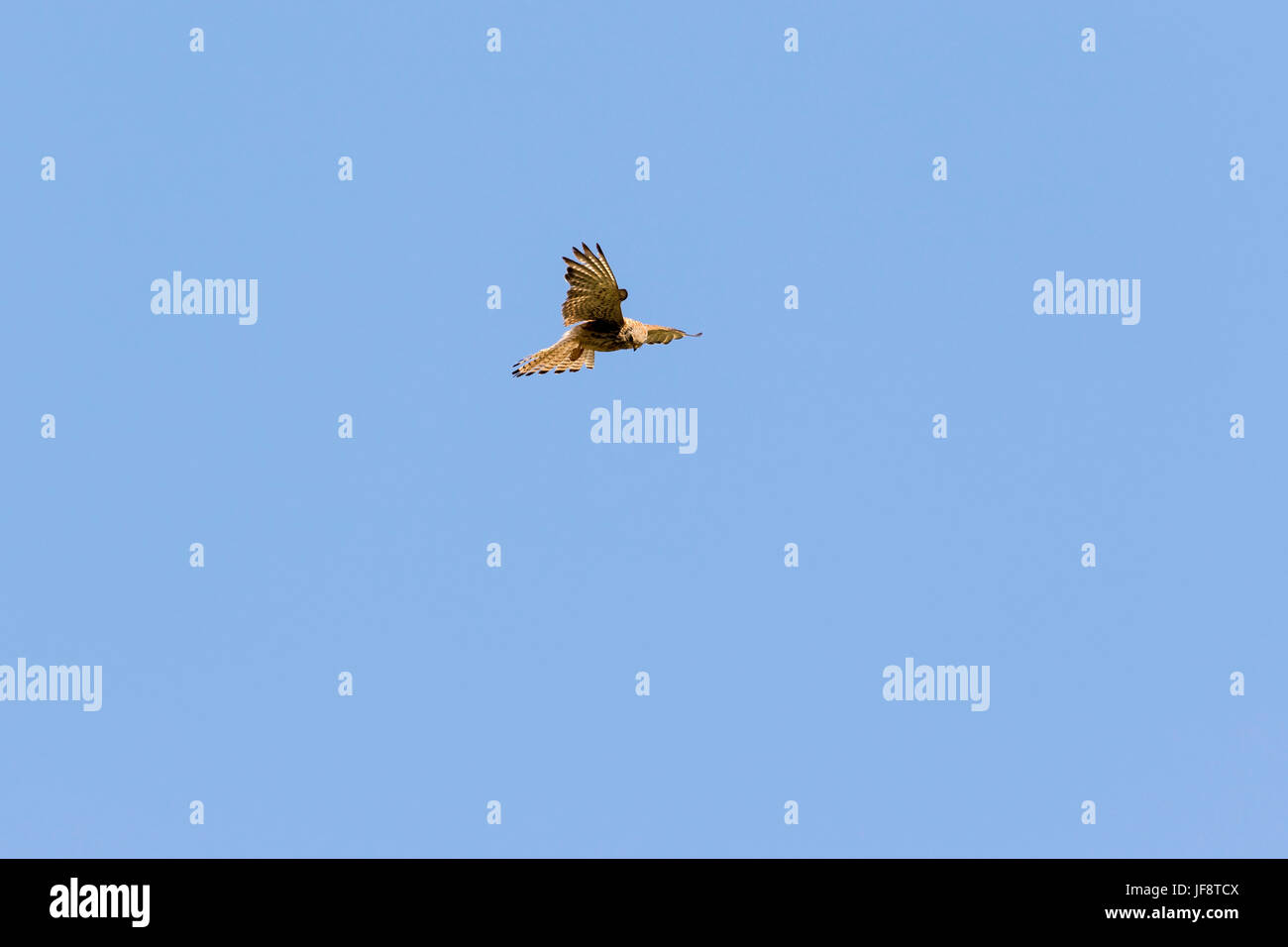 Kestrel in bush hi-res stock photography and images - Alamy