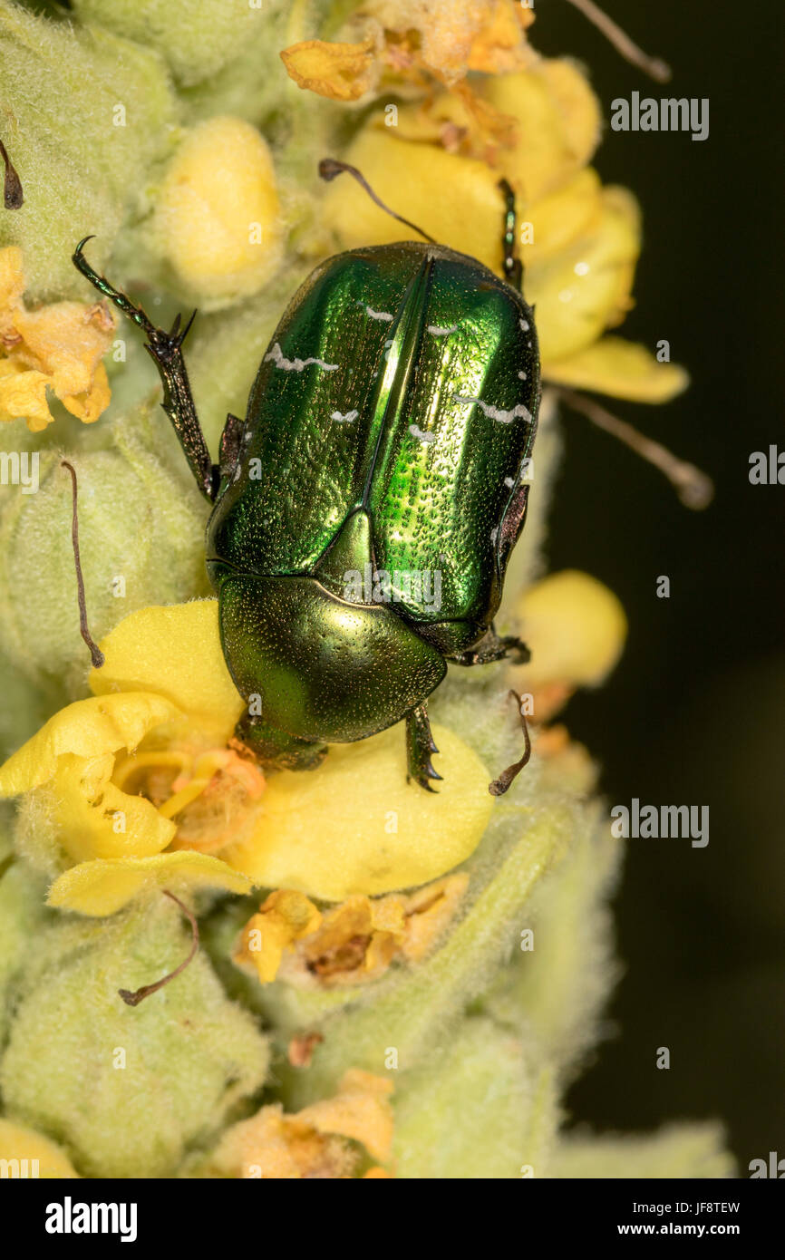 National flower of croatia hi-res stock photography and images - Alamy