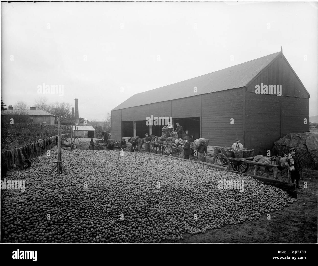 Apple orchards 19th century hi-res stock photography and images - Alamy