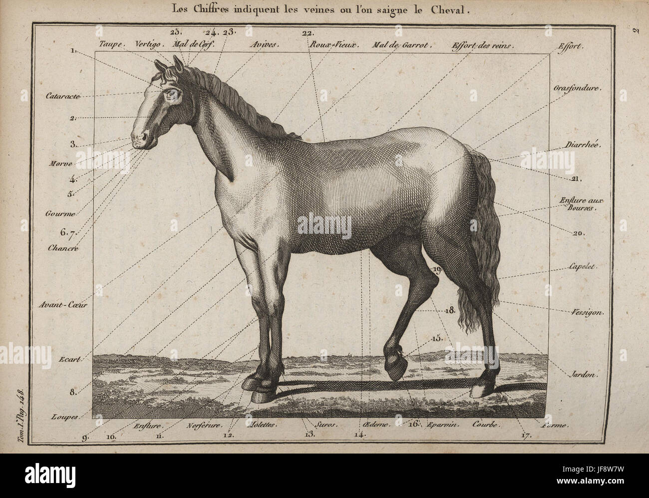 A historical illustration depicting the process of bleeding a horse, a ...