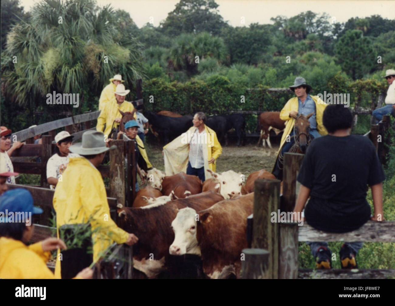 Cattle ranching at the Brighton Seminole Reservation, Native American ...