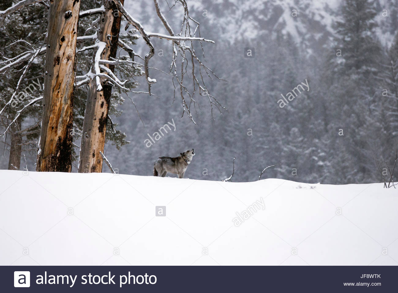 Wolves Howling Snow Stock Photos & Wolves Howling Snow Stock Images - Alamy