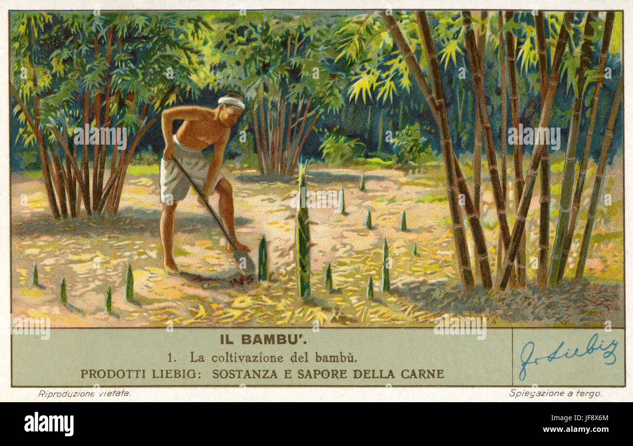 Bamboo and how it is used 1. Growing bamboo.. Liebig card 1941 Stock ...
