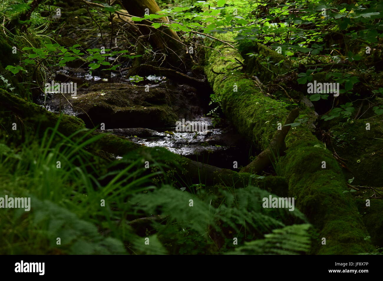 Stream in the woods Stock Photo - Alamy
