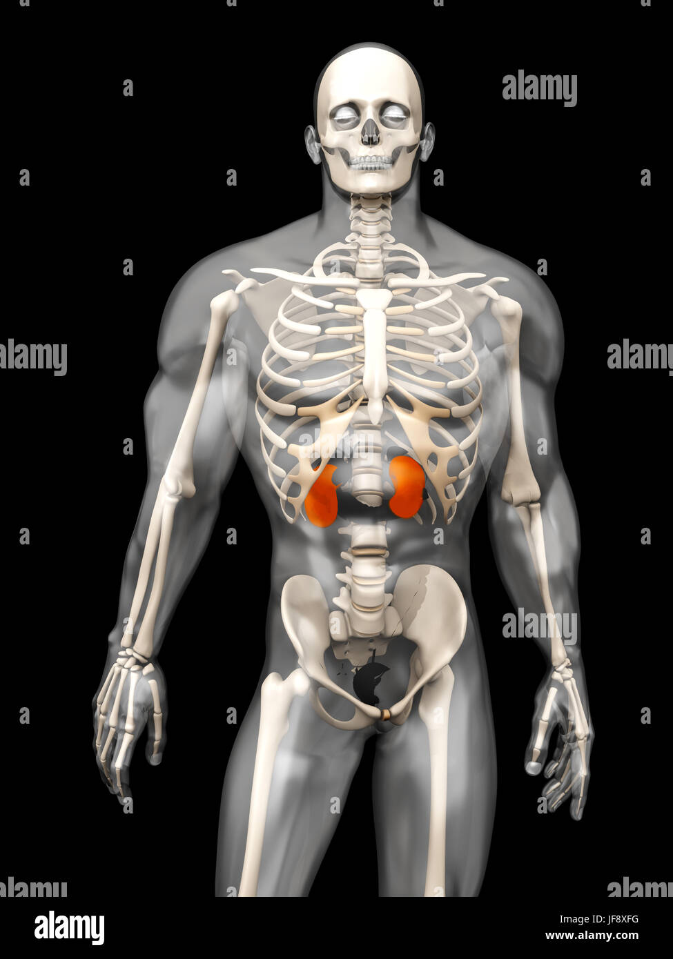 Human Anatomy visualization - Kidneys Stock Photo - Alamy