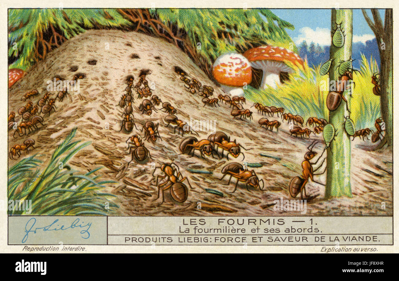 Red wood ant nest (formica rufa). Ants. Liebig collectors' card 1932 ...