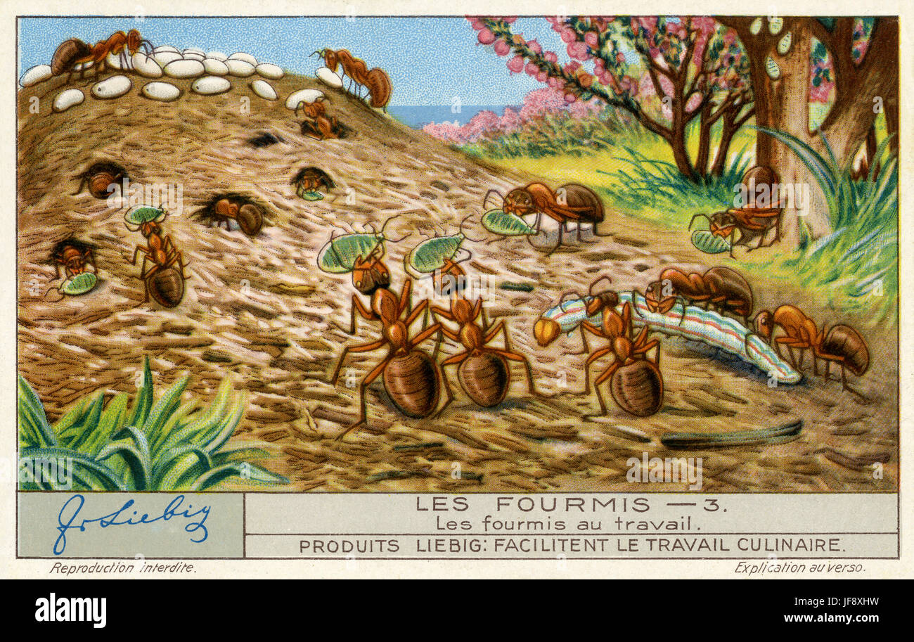 Red wood ant (formica rufa) nest exterior with foraging worker ants ...